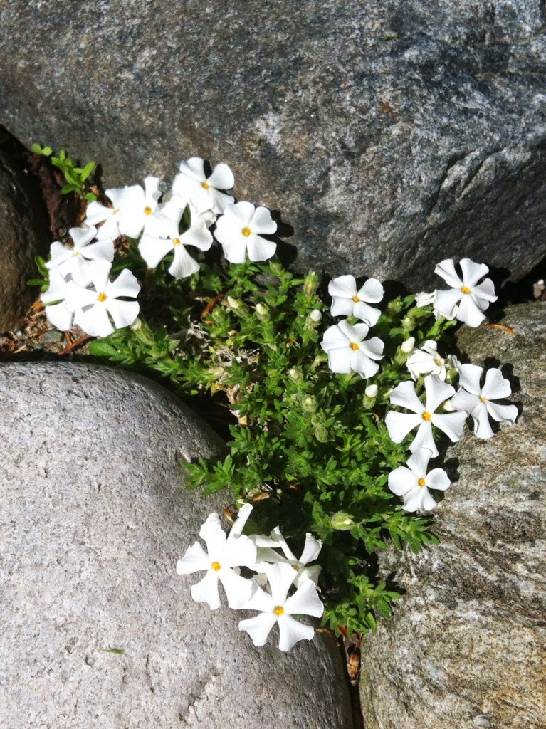...en hverdagsblogg...: Steinbedsplante