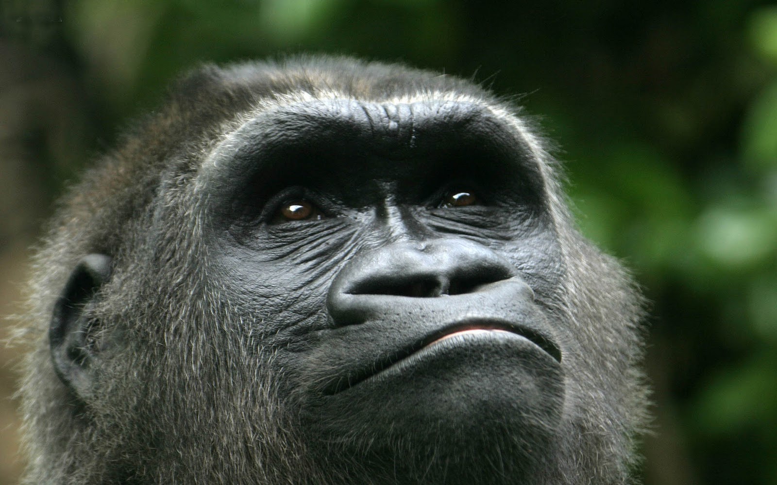 Apen Achtergronden | HD Wallpapers