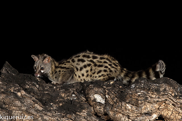 Gineta, armonia nocturna - Blog de fotografía y naturaleza
