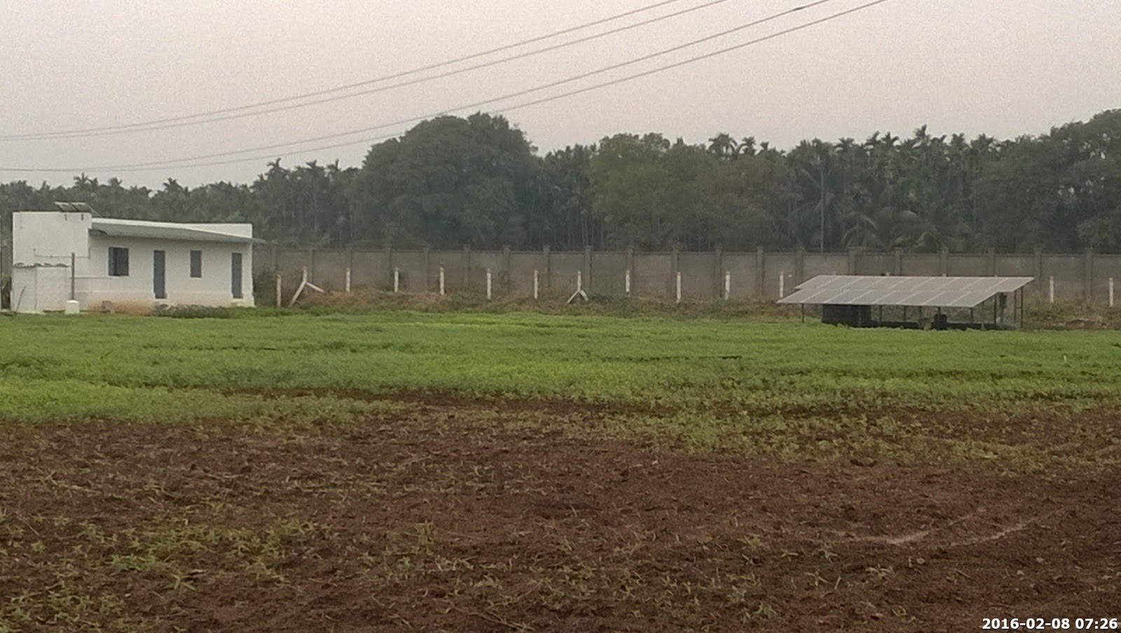 Sun hemp Jan to March 2016 - Poorna Natural Farm