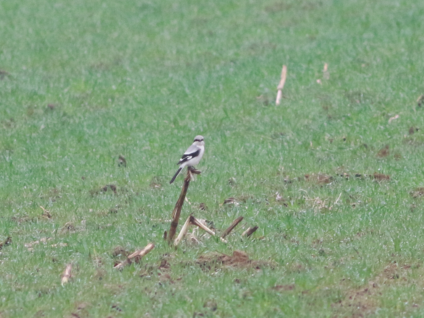 Na ptaki: stycznia 2017