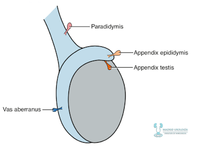 El testículo tiene apéndices..!