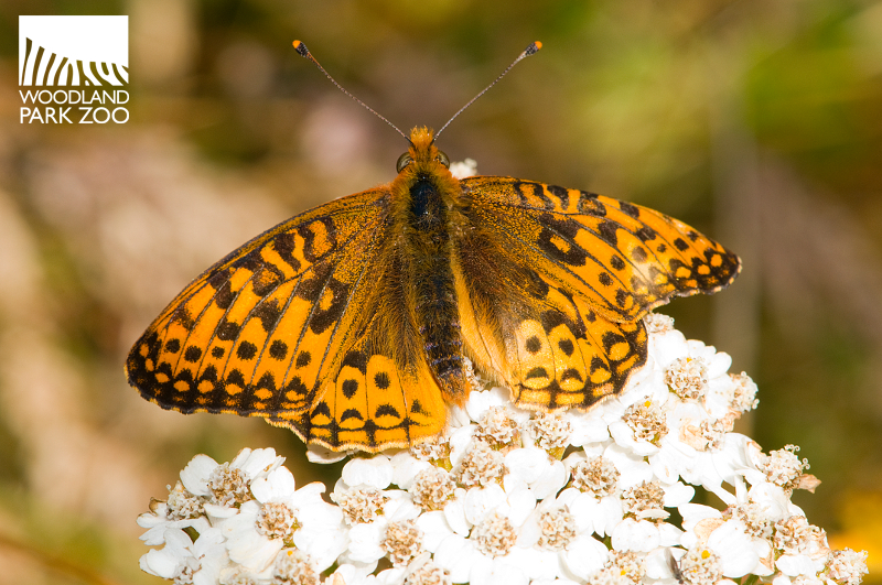 Restoring rare butterflies to the Northwest sky