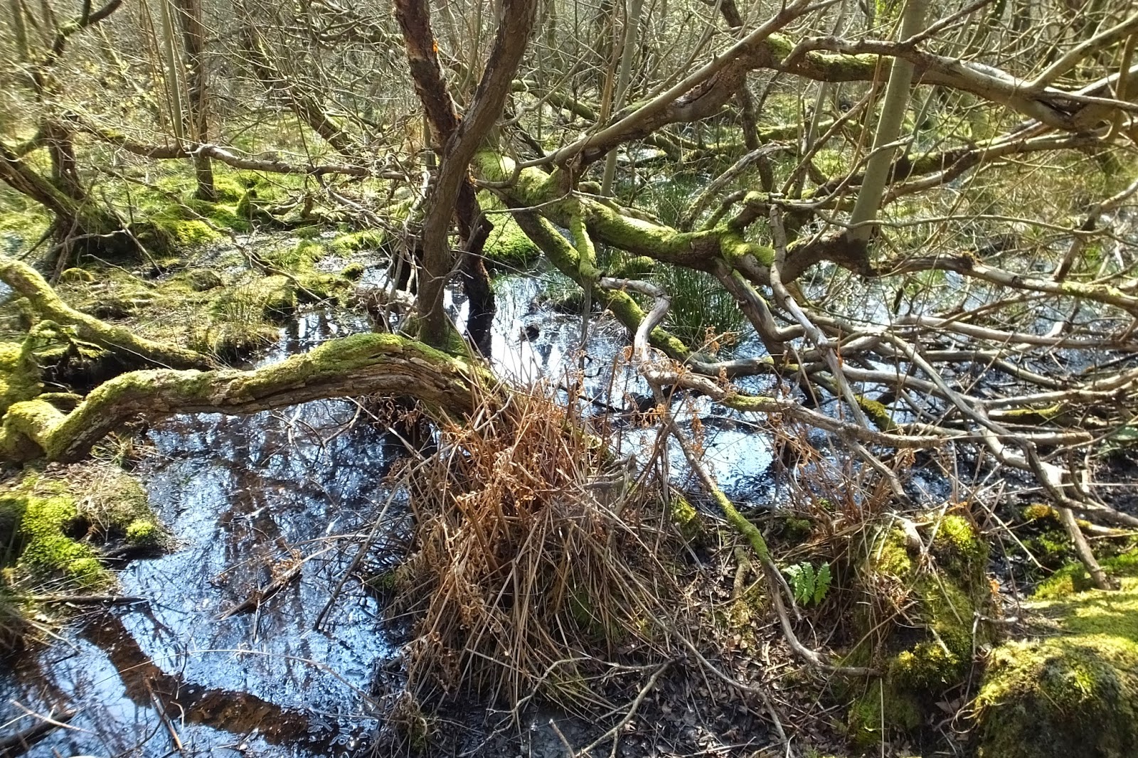 A Wallaby Walk in the Curragh - North American Manx Association