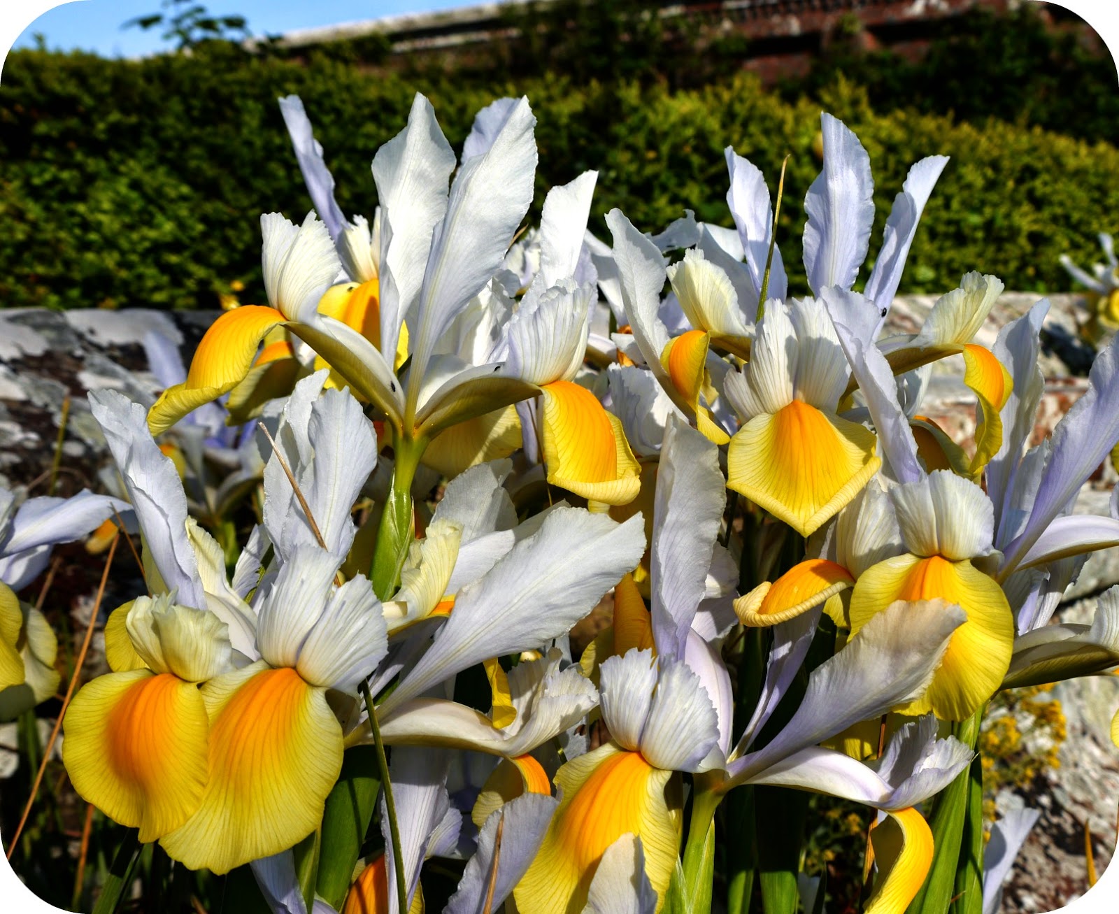 Mummy From The Heart: How does your garden grow - May 2014 - An ...