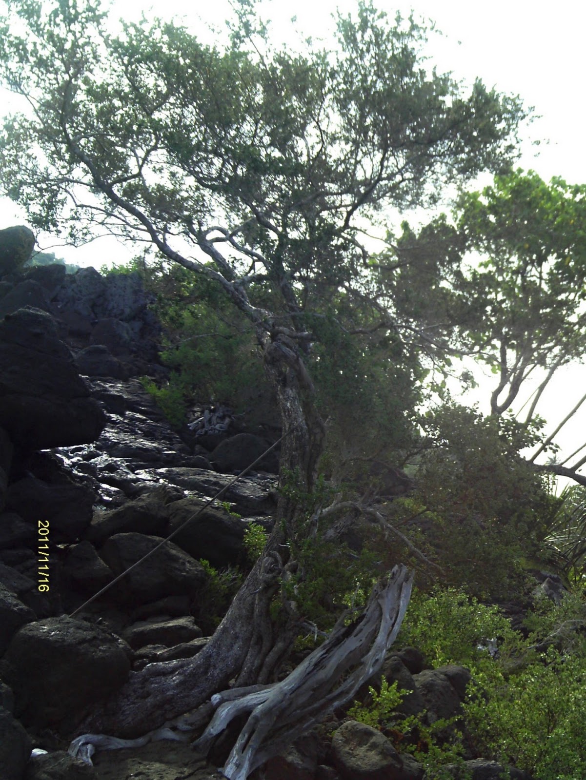 Some of My passion: BEBERAPA FOTO POHON SANTIGI YANG UNIK