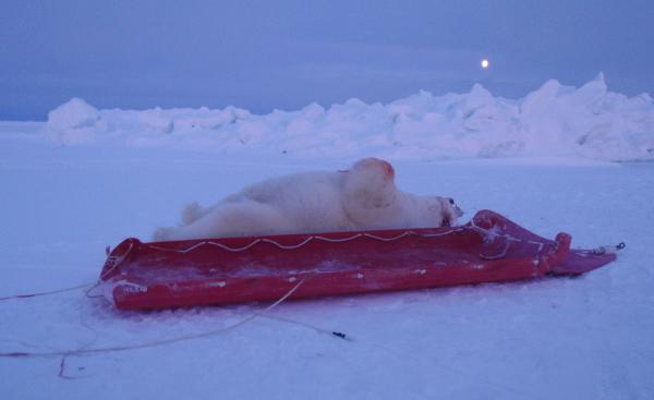 JoeProof: One Tough Sled