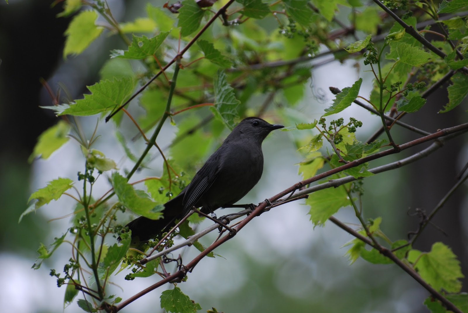 Birding Is Fun!: Catbird Crazy