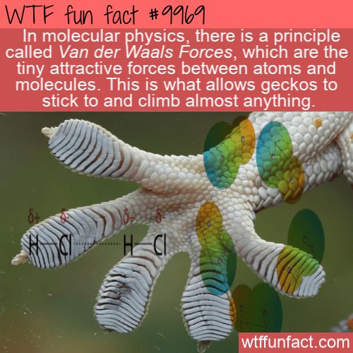 30 Interesting Random WTF Facts | Amazing WTF Facts