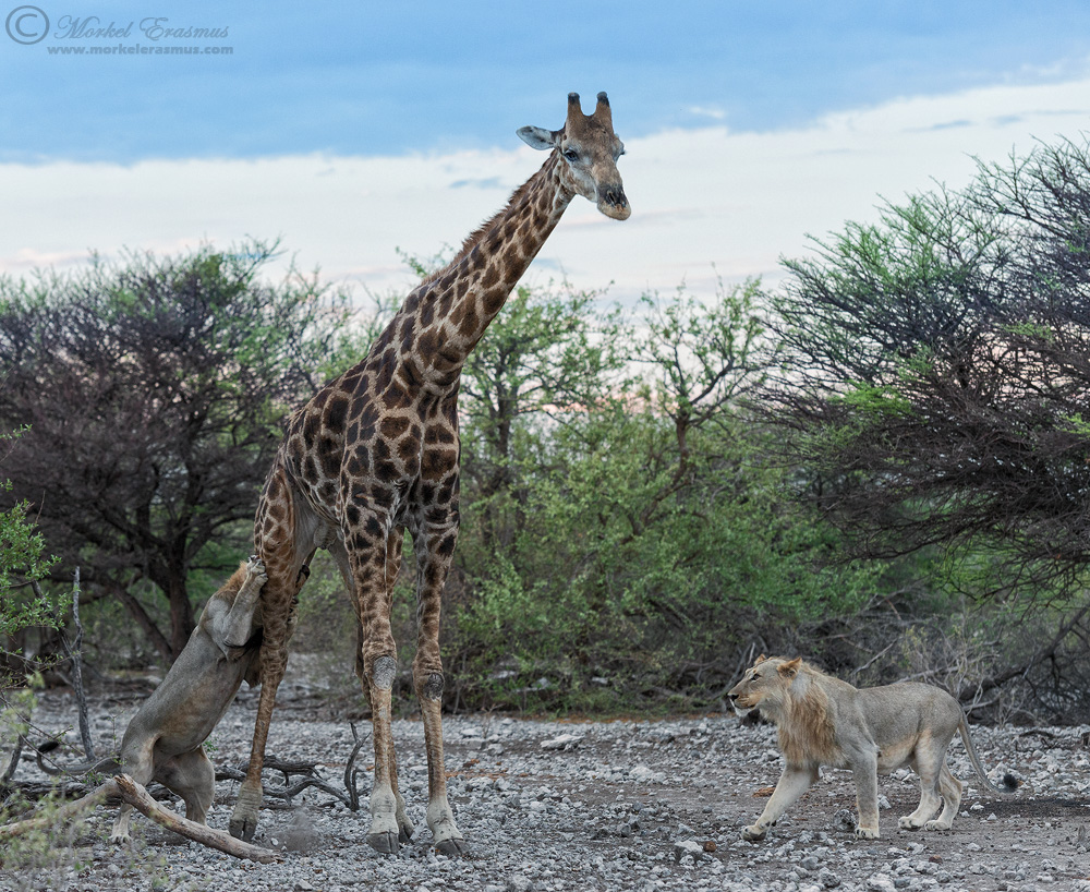 SAFFAscapes: Lions vs Giraffe - The Dance