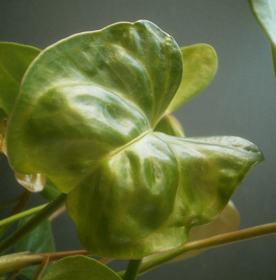 Plants are the Strangest People: 8/24/14 - 8/31/14