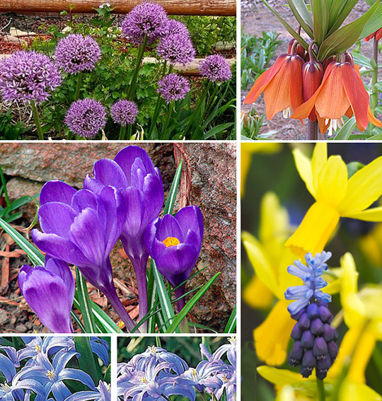 High Altitude Gardening: The Rock Wall Aspen Garden
