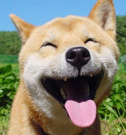 JS DOGSS: Seu cão é feliz