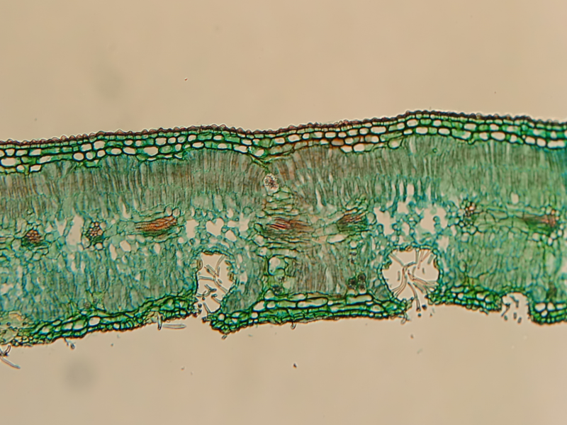 el moderno prometeo: Tejidos Vegetales: Epidermis.