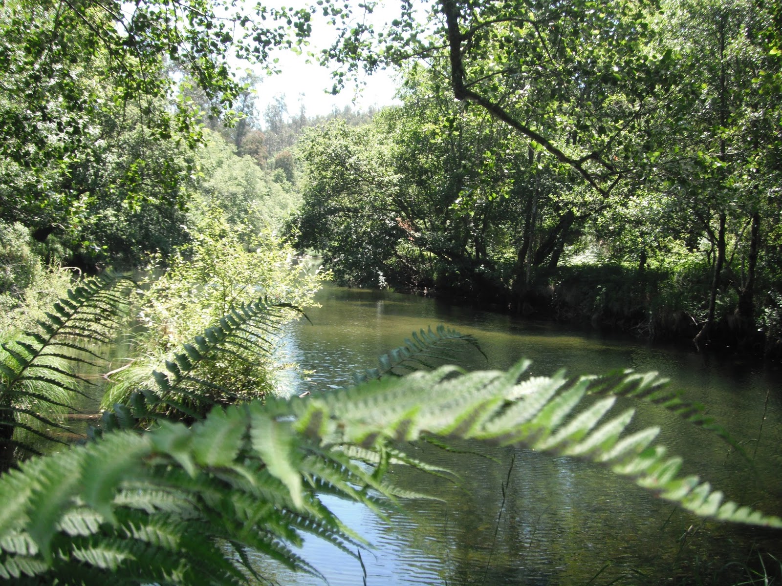 El Bosque y sus Secretos: Bosques de ribera