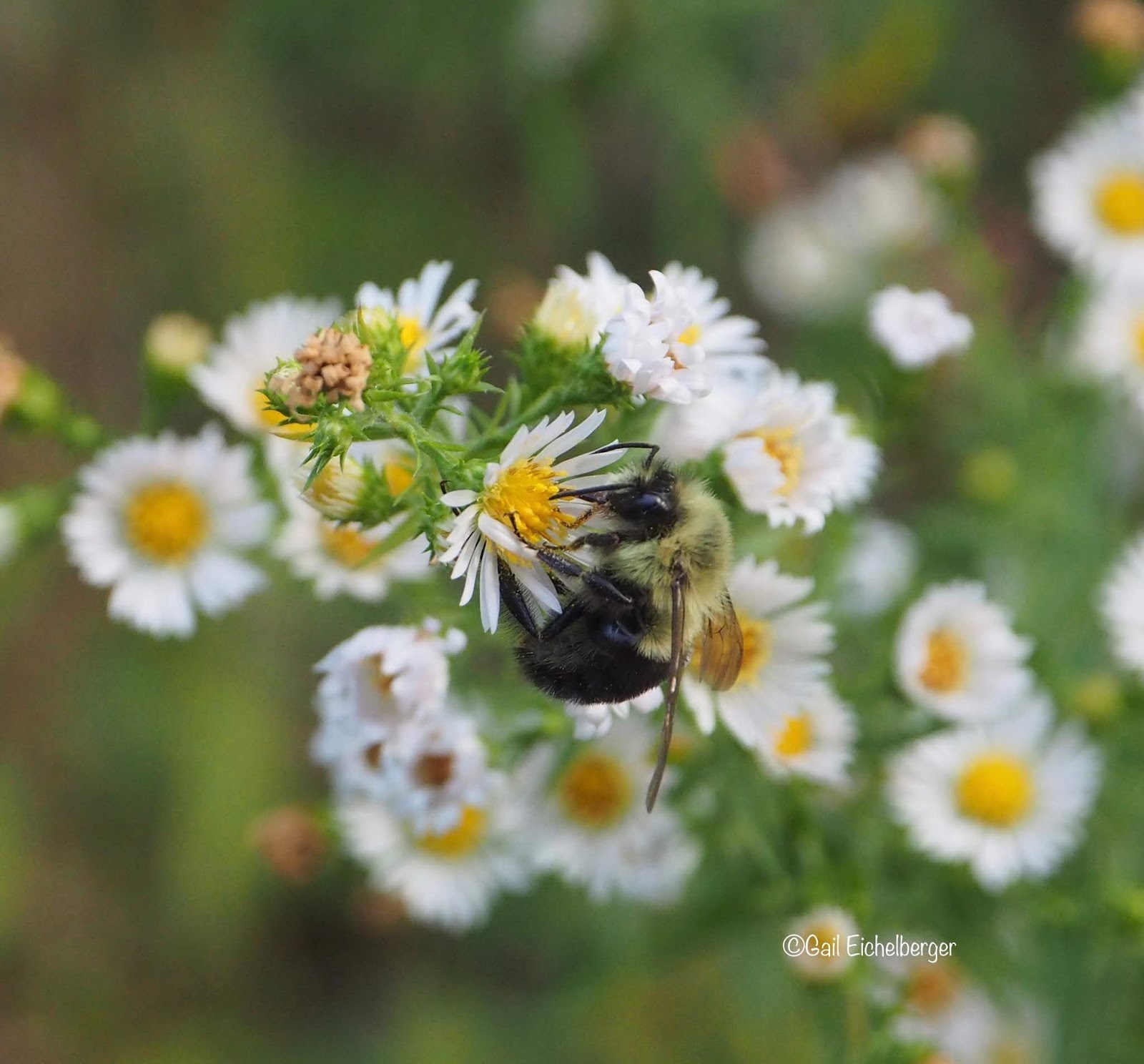 clay and limestone: Wildflower Wednesday: Frost Aster's moment in the sun