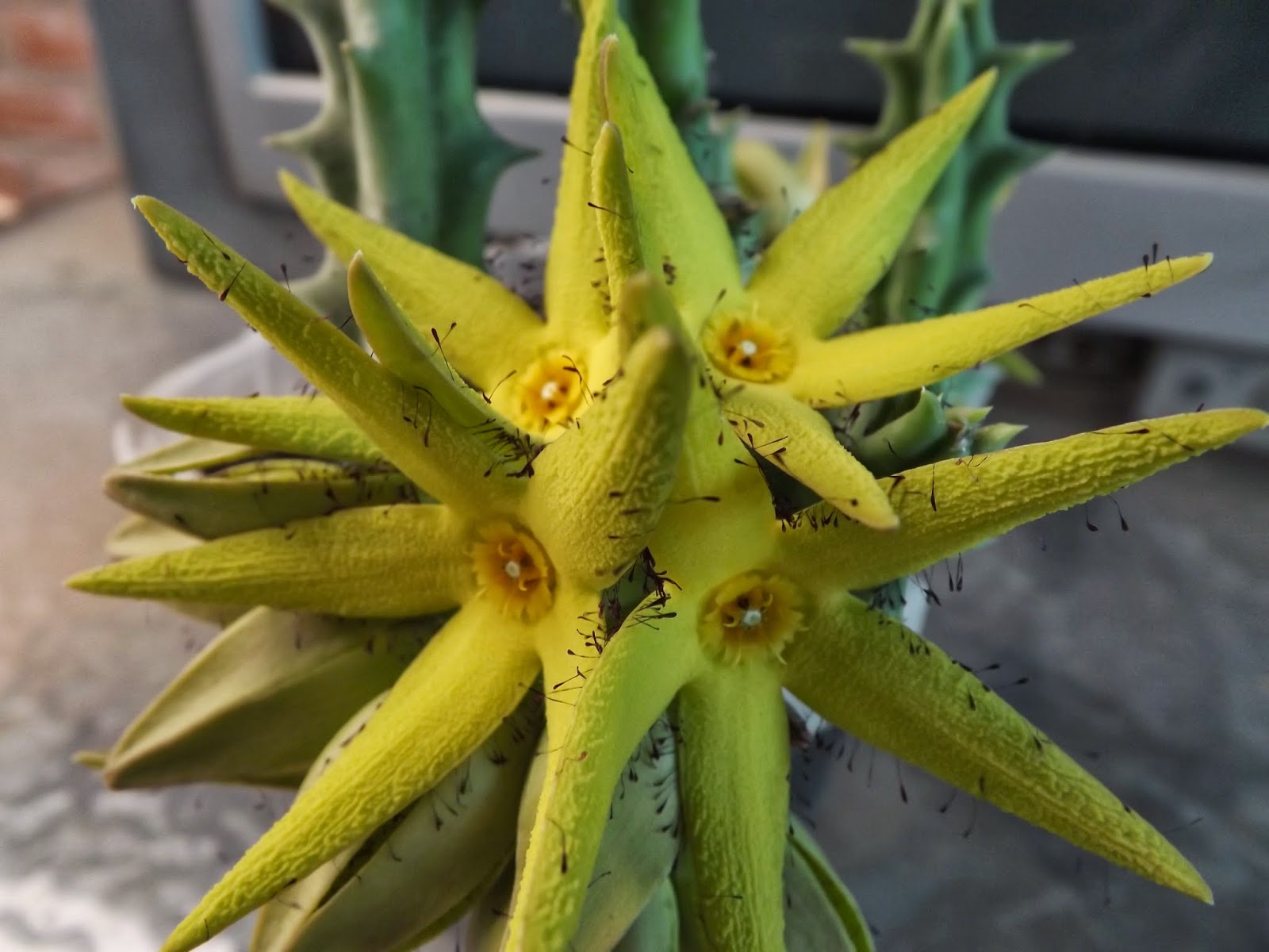 Marycactus: Orbea Lutea.