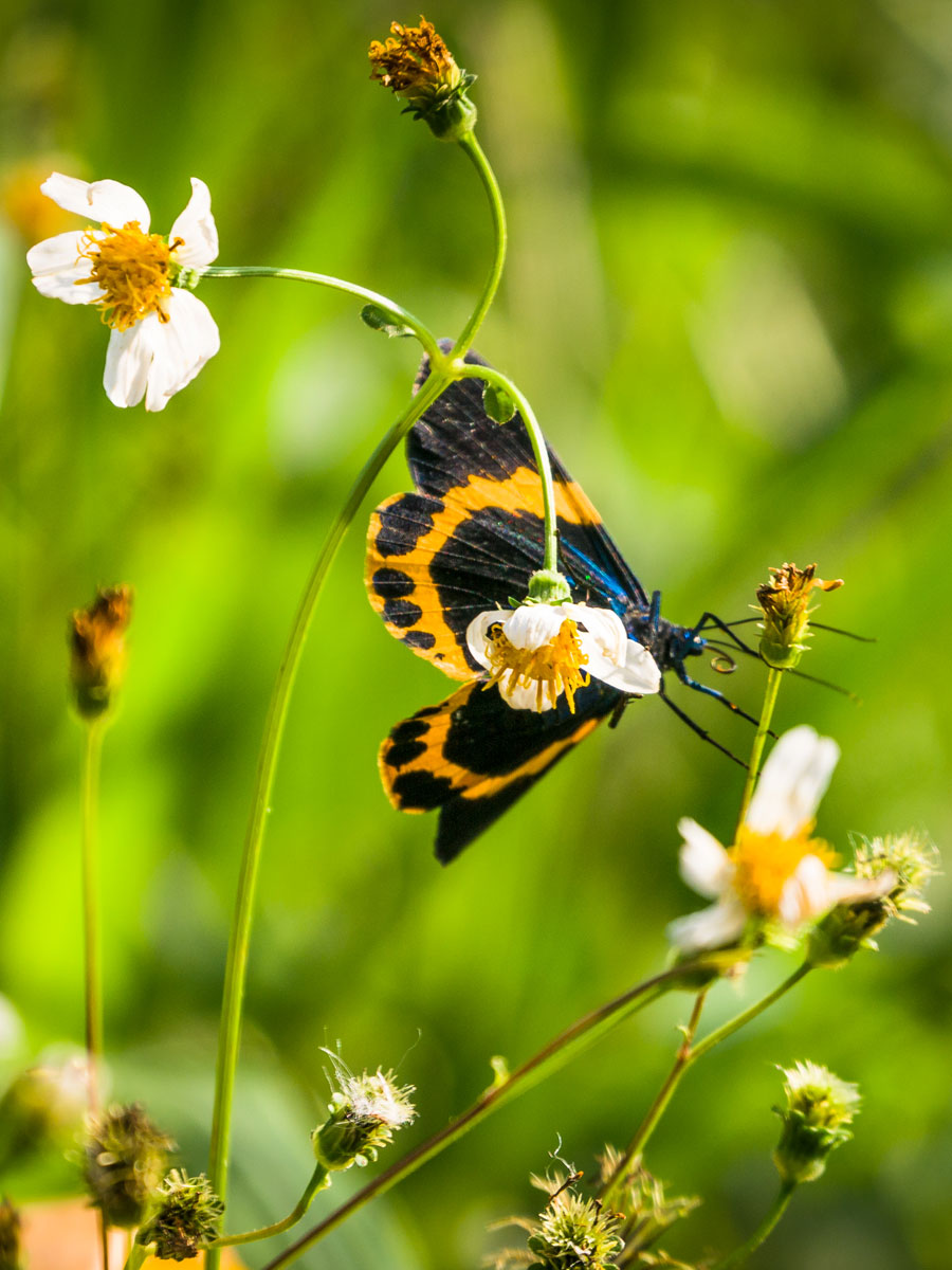 tower record: 在風中美麗搖曳的橙帶藍尺蛾_Milionia basalis (Moth)