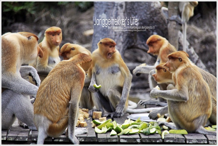 Janggeltrekker's Life: Visit Malaysia 2014: Sandakan, Sabah (Labuk Bay ...