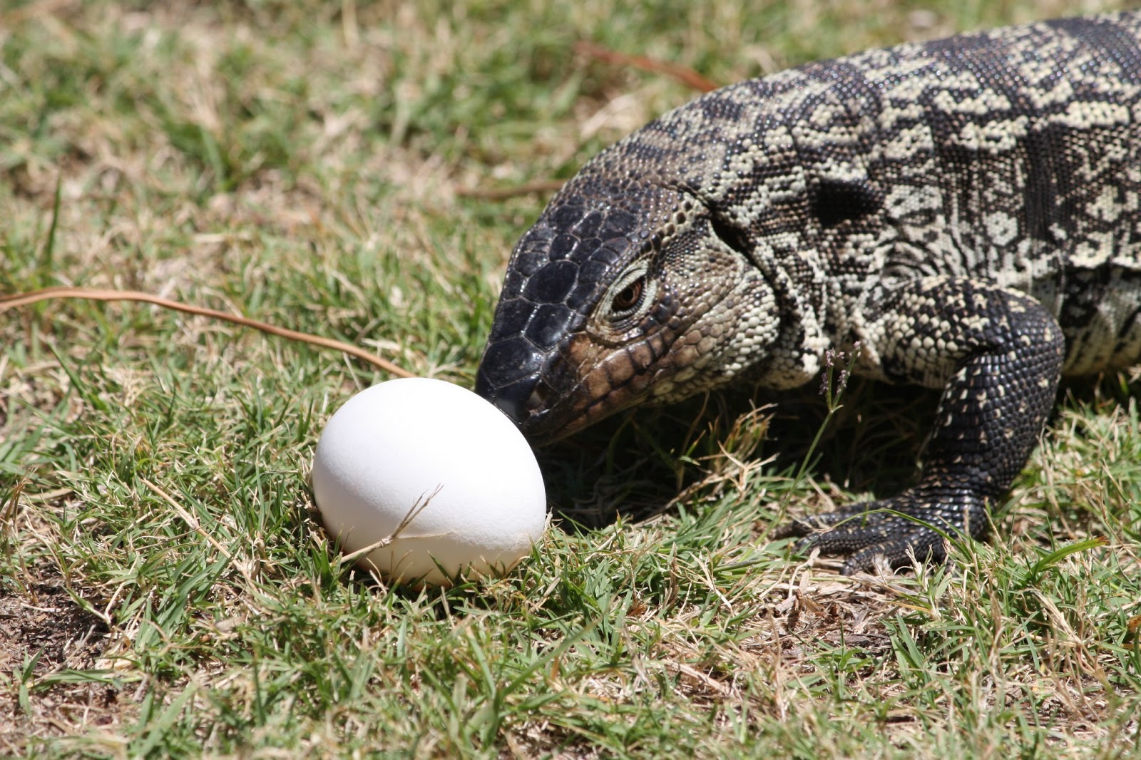 UNA FOTO - UNA HISTORIA: LAGARTO OVERO