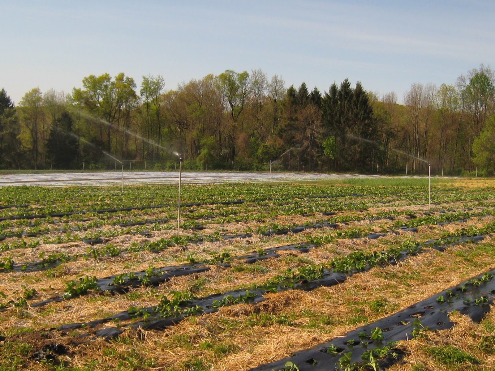 Stony Hill Farms CSA: Protecting our Crops from Frost