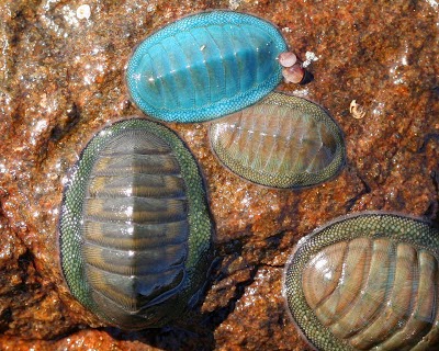 Seashells to...: Class Polyplacophora, Monoplacophora, Scaphopoda and ...