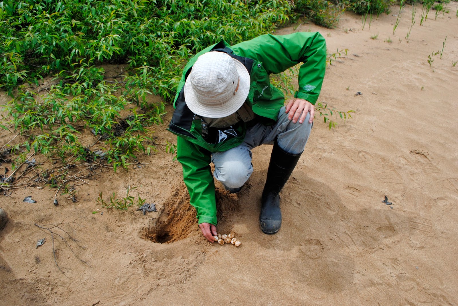 Showcasing the Michigan DNR: MSU researcher gives rare turtles a head ...