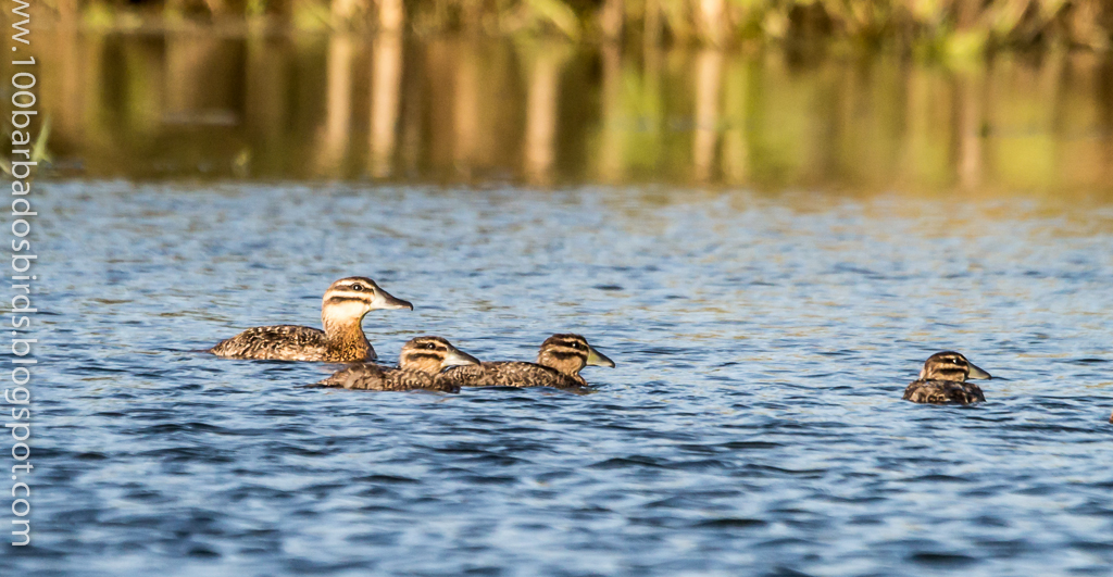 Birds of Barbados: Masked Duck