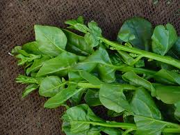 Homoeopathy: MEDICAL VALUE OF BASELLA ALBA LINN