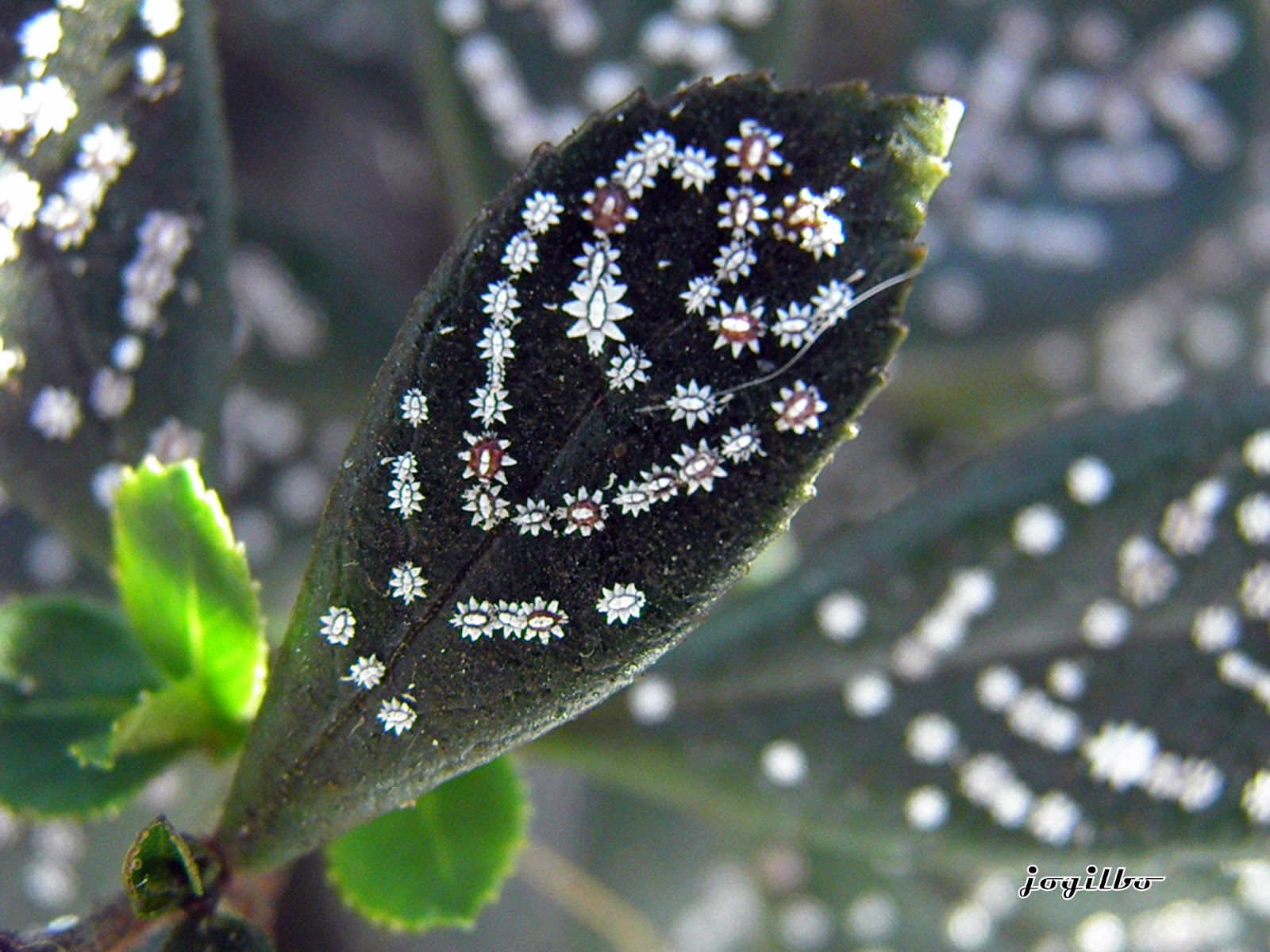 benquerer: Cochonilha