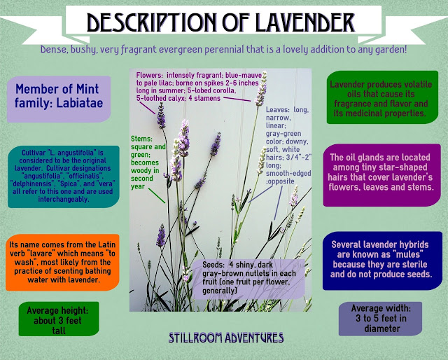 Lavender--The Ultimate Guide