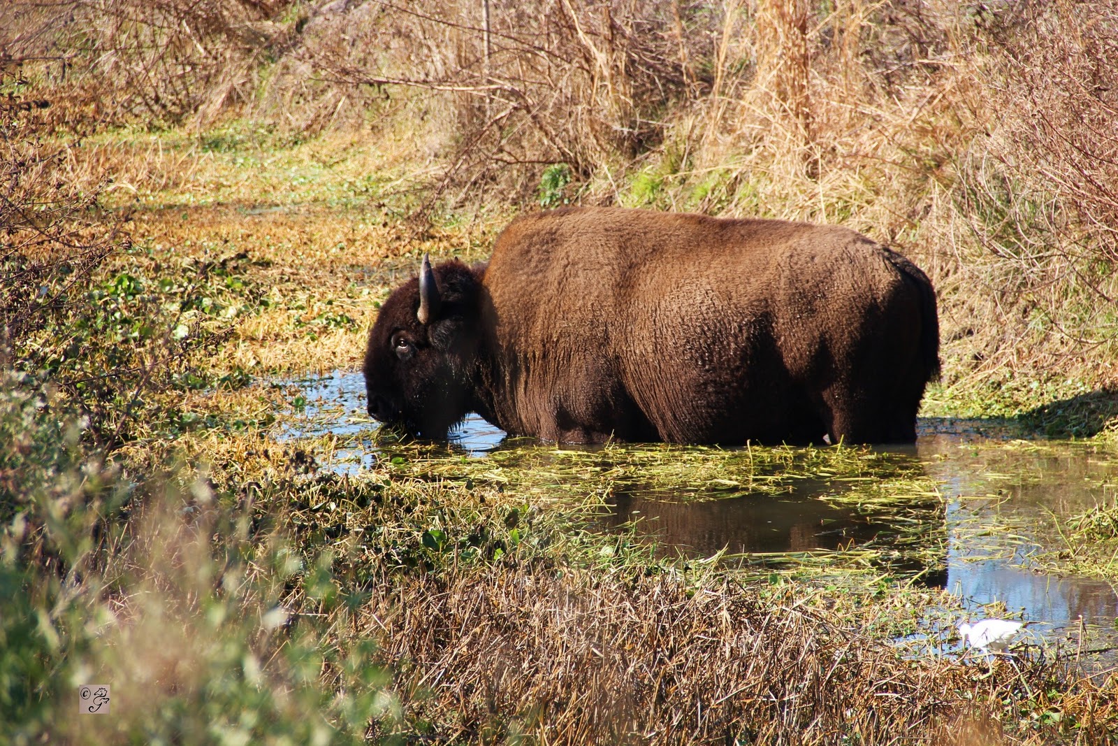 Finally Fit4Summer: Paynes Prairie hike with Alligators and Bison