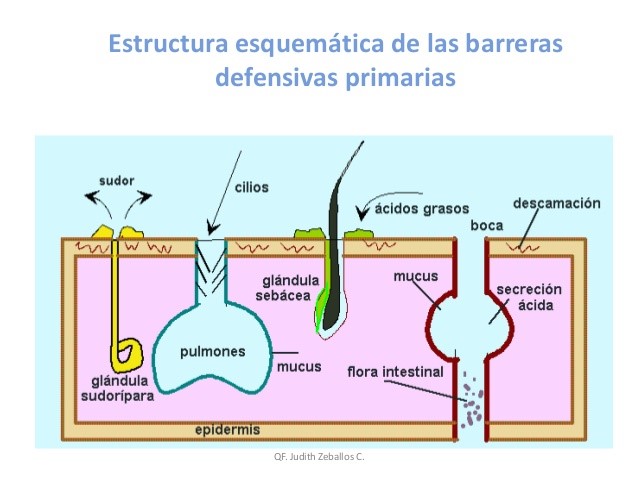 Acompáñanos a Descubrir lo interesante que es la Inmunologia: Inmunidad ...