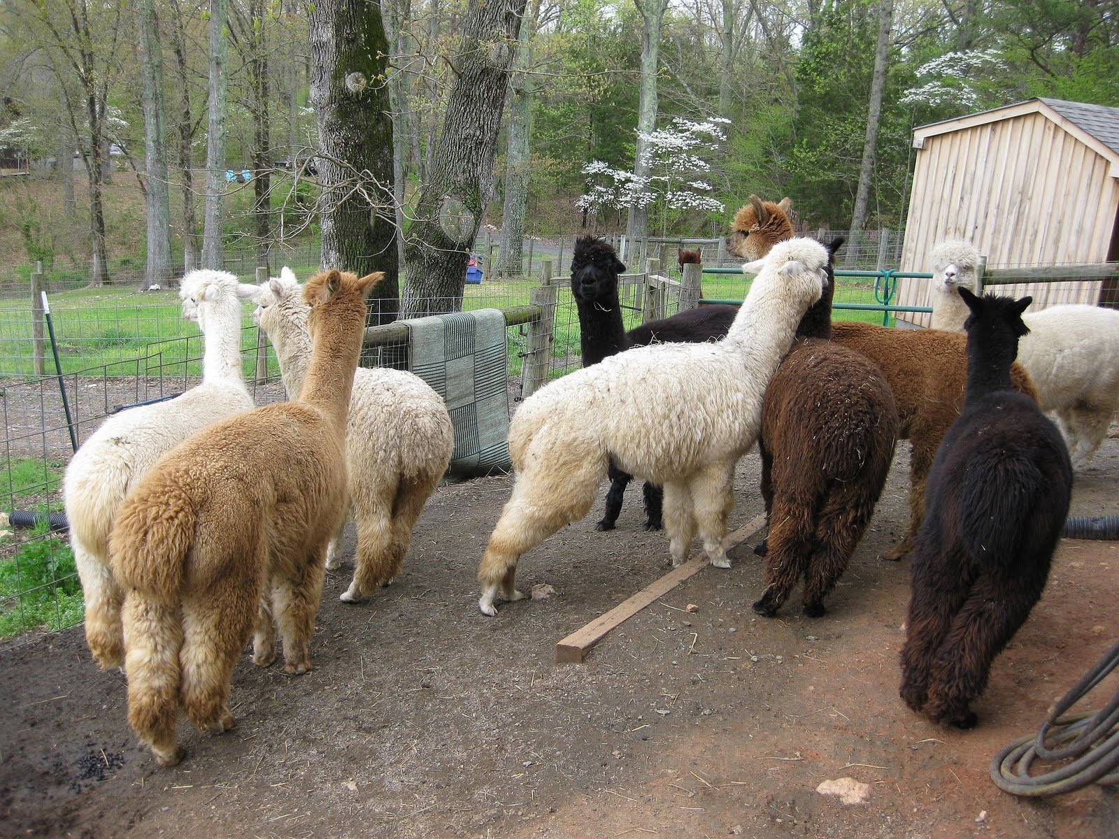 Have Ewe Any Wool?: Rivanna River Alpaca Farm and the Central Virginia ...