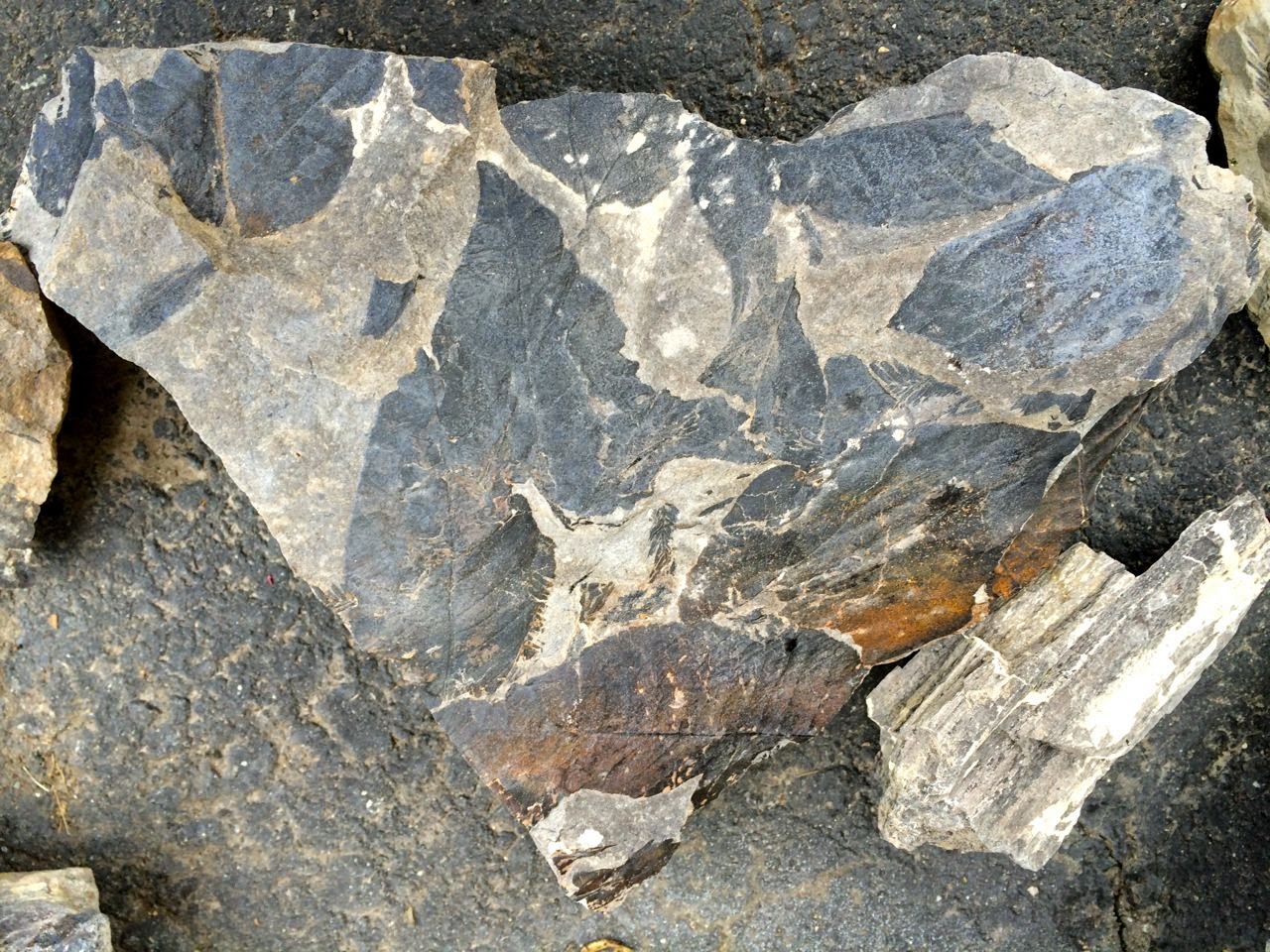 Angels in Alaska: Fossil hunting - the fossils