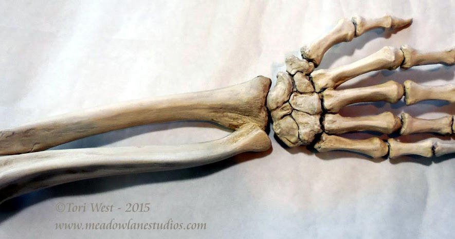 Real Skeleton Hand And Arm