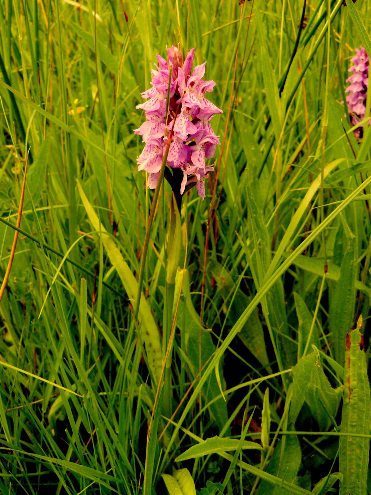 Peter Lovett's ramblings : Some native orchids of the High Weald of ...