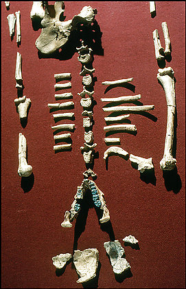 The Ambling Australopithecine