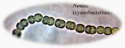 Microbiología: Cianobacterias