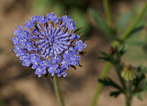 Beauty Of Flowers: June 2013