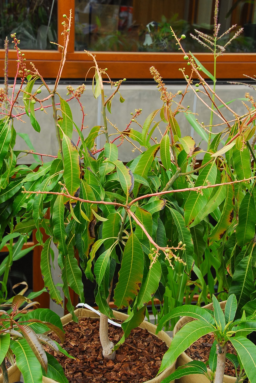 MANGO69: My mangoes in my backyard update. June 23rd, 2013