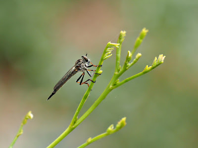 why do people hate insects?