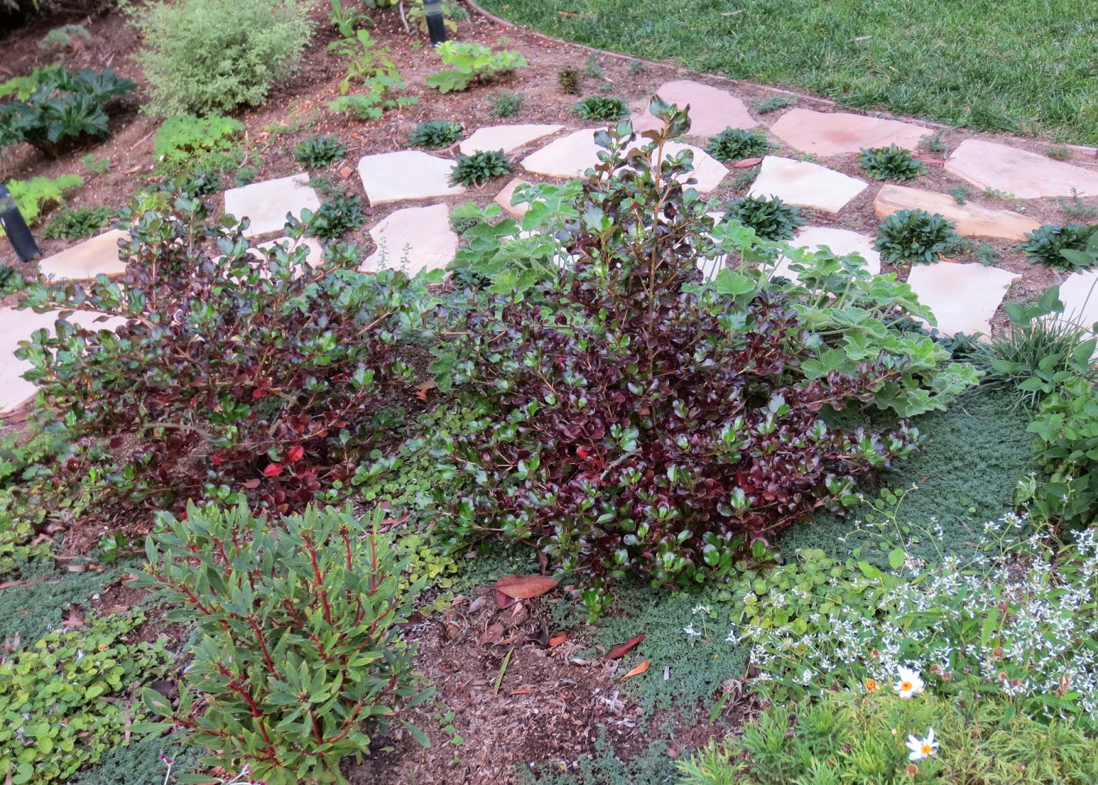 Late to the Garden Party: Favorite plant of the week: Coprosma repens ...