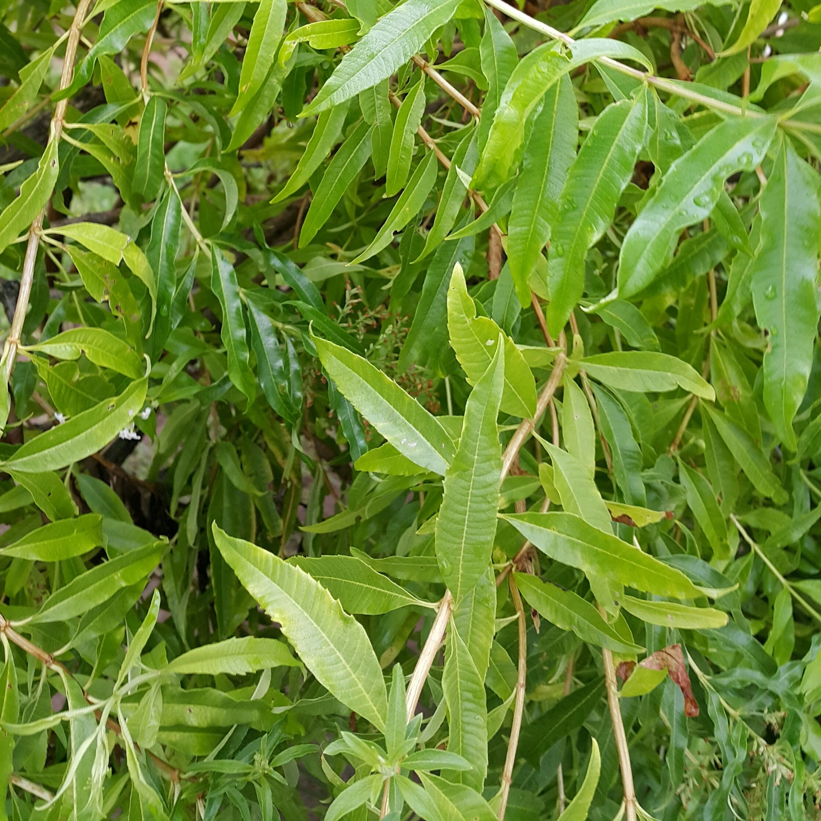 "Verdade//aspas" : 👪 Verbenaceae (Aloysia triphylla)