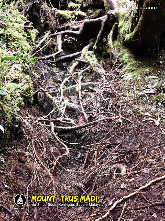 Mount Trusmadi (Via Sinua,Sook - Mannan Trail) - AAZ