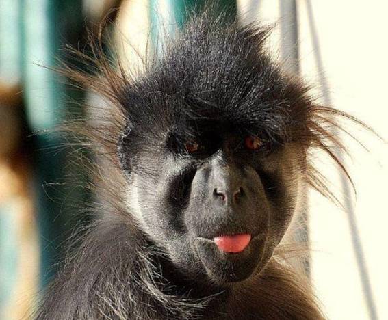 99 WOW: Men Mimic Monkeys Hairstyleالرجال يقلدون تسريحات شعر القرود