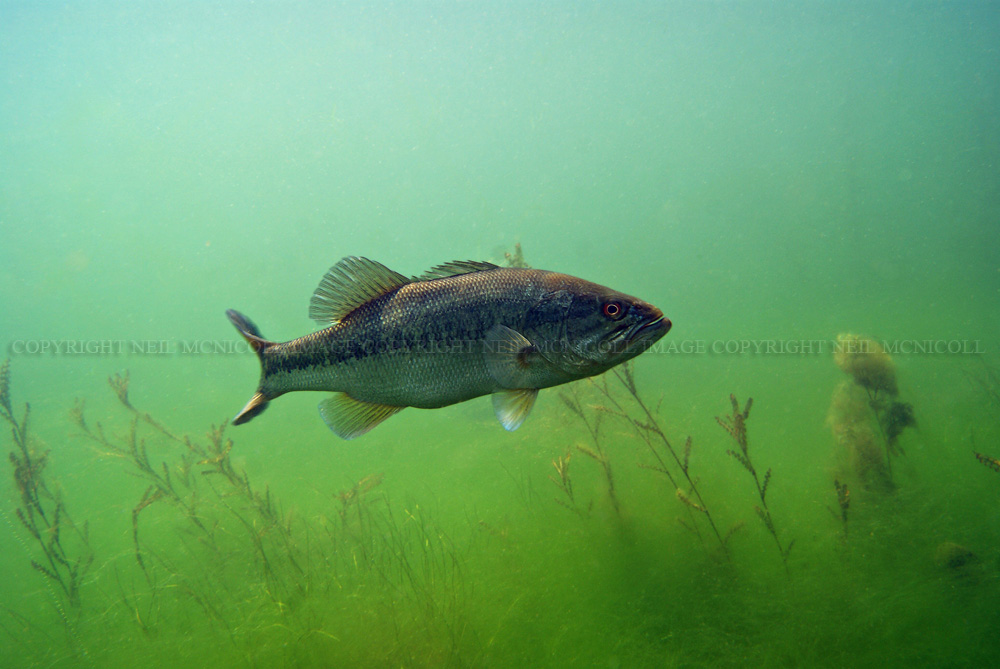 Largemouth Bass Underwater Photography
