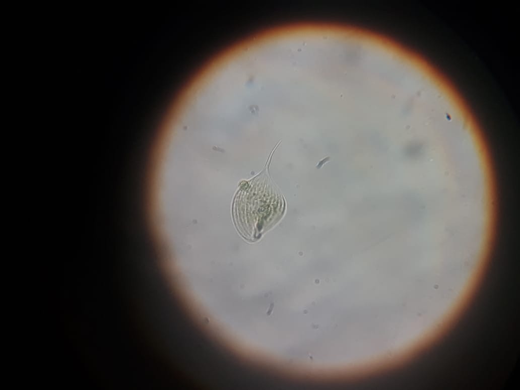 Informe Biología Vegetal I: 2018