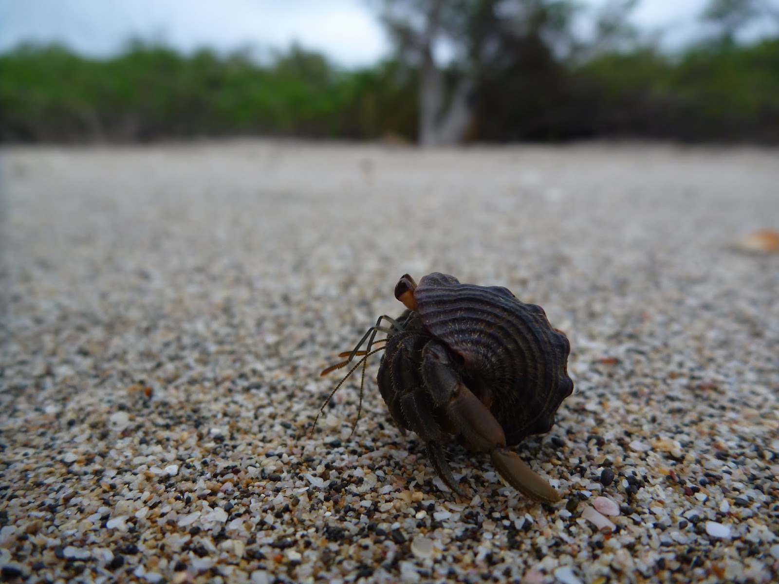 PorCantabria.blogspot.com: Tamarindo - Costa Rica