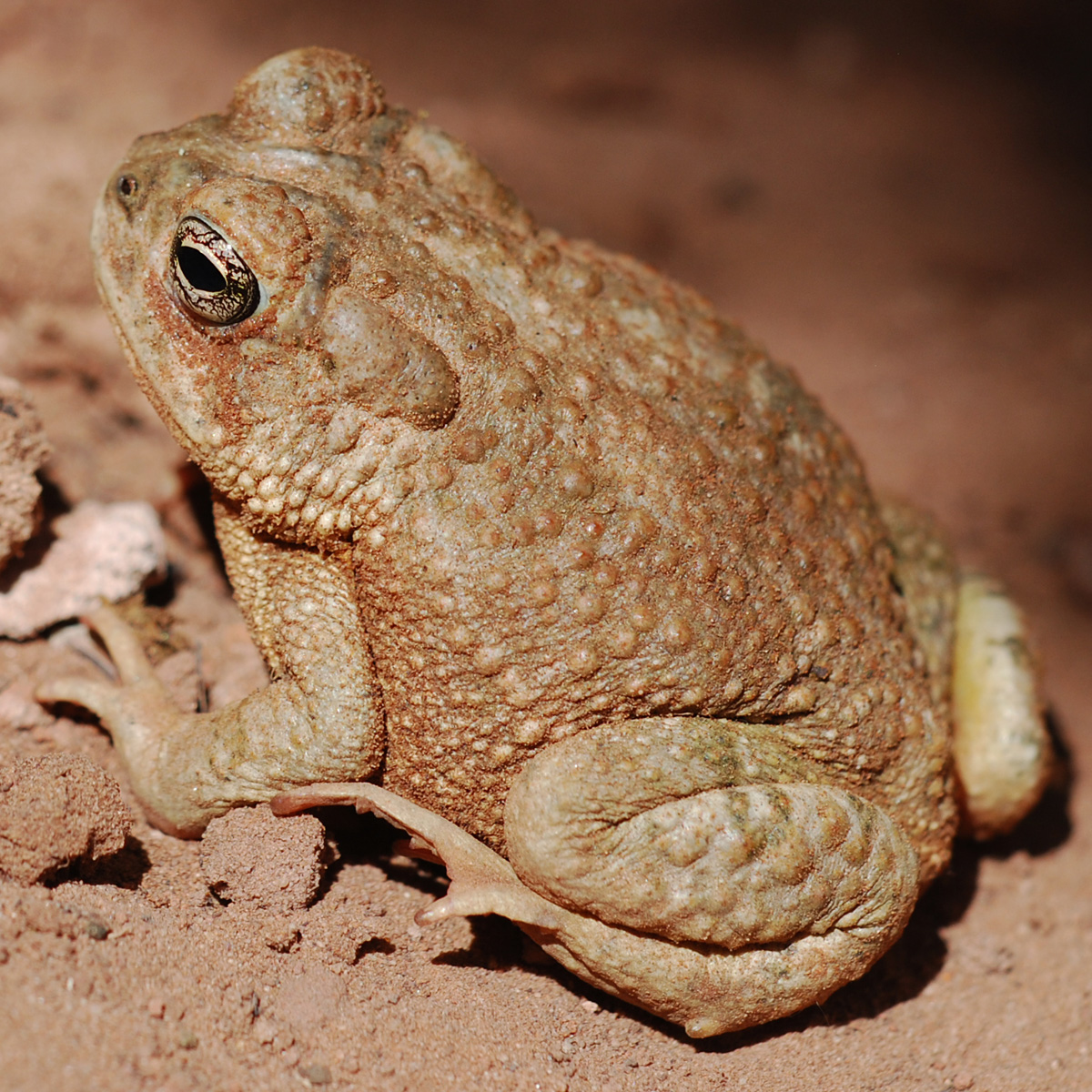 Yorkshire Field Herping and Wildlife Photography: Southwest USA Herping ...